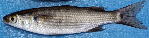 Striped Mullet